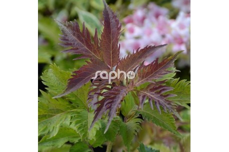 Sambucus x strumpfii SERENADE 'Jonade'
