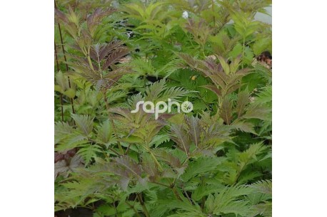 Sambucus x strumpfii SERENADE 'Jonade'