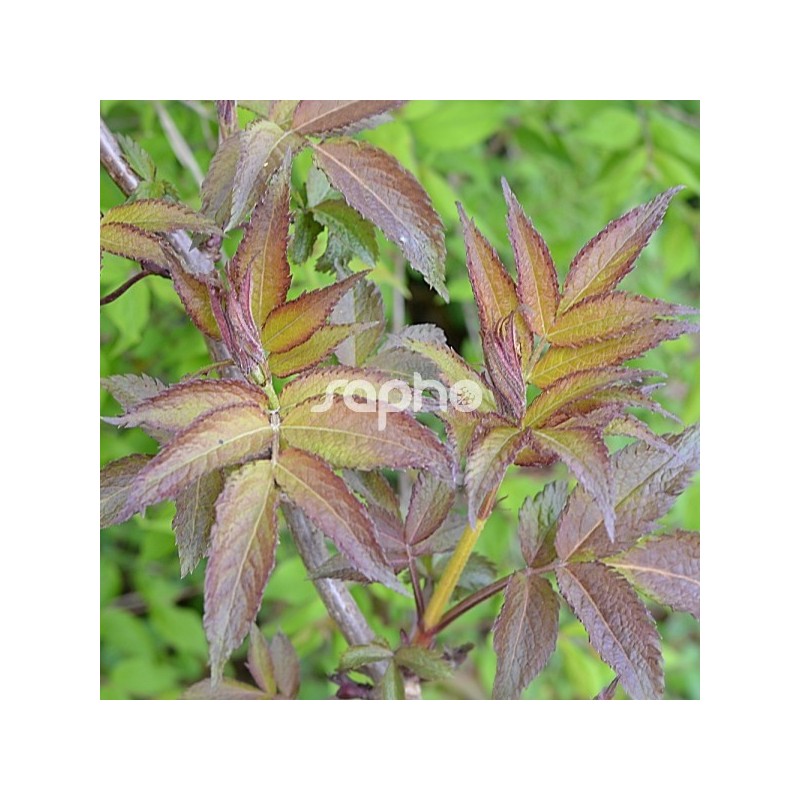 Sambucus x strumpfii SERENADE 'Jonade'