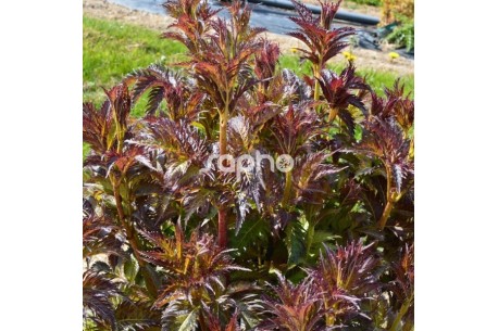 Sambucus x strumpfii SERENADE 'Jonade'
