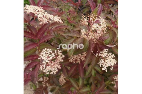 Sambucus x strumpfii SERENADE 'Jonade'