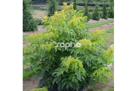 Sambucus x strumpfii SERENADE 'Jonade'