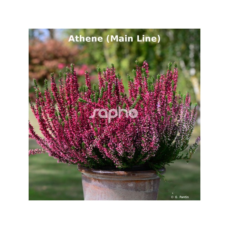 Calluna Vulgaris 'Athene'