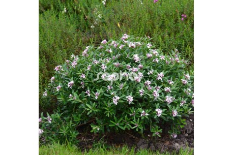 Daphne x transatlantica PINK FRAGRANCE 'Blapink'