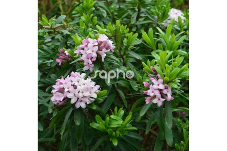 Daphne x transatlantica PINK FRAGRANCE 'Blapink'