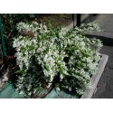 Deutzia Gracilis 'Nikko'
