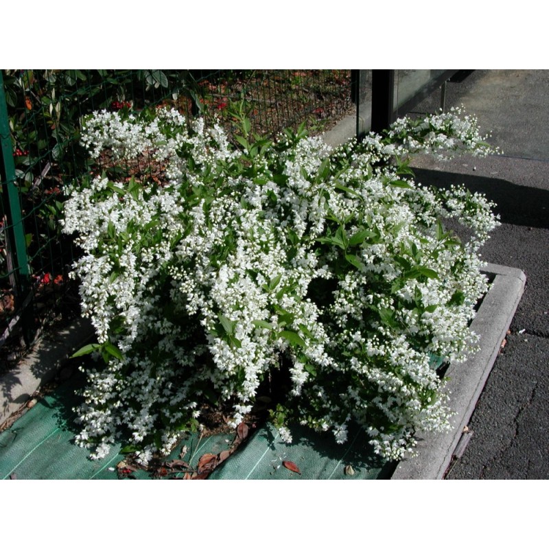 Deutzia Gracilis 'Nikko'