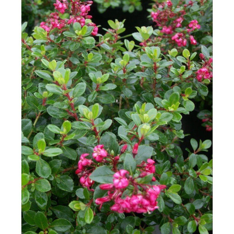 Escallonia 'Red Dream'