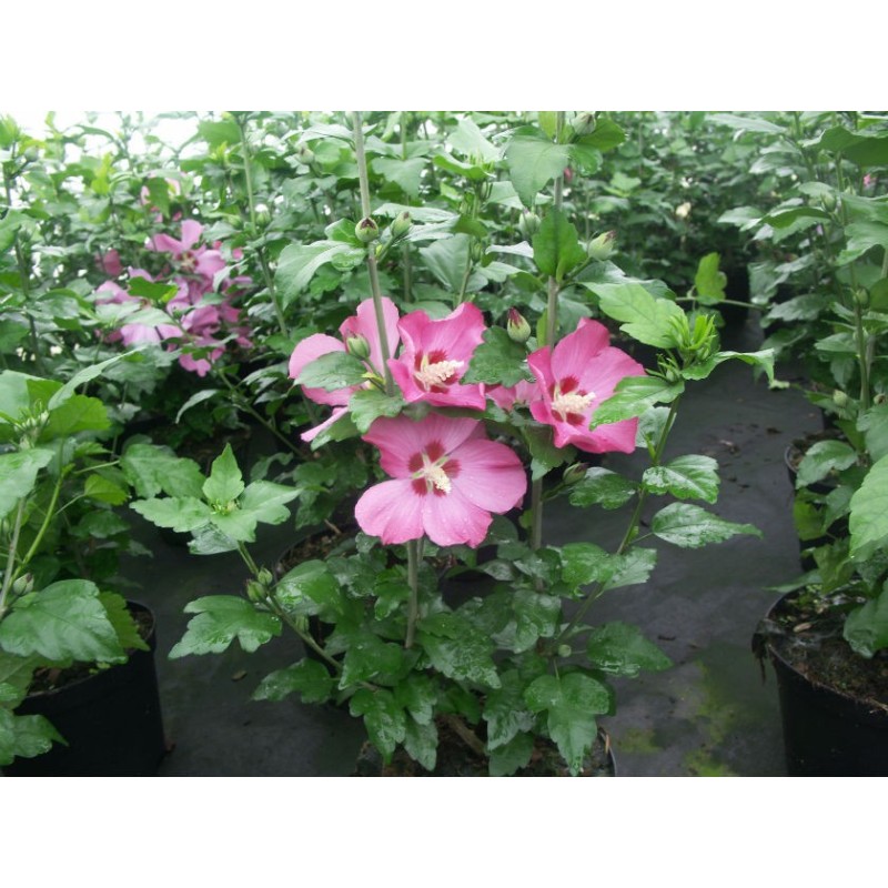 Hibiscus syriacus 'Woodbridge'