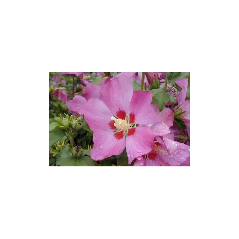 Hibiscus syriacus 'Woodbridge'