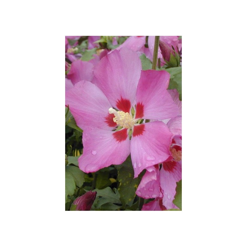 Hibiscus syriacus 'Woodbridge'