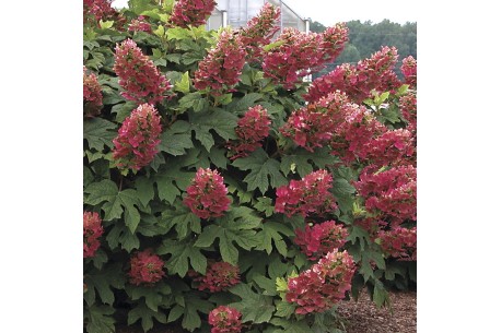 Hydrangea quercifolia 'Ruby Slippers'