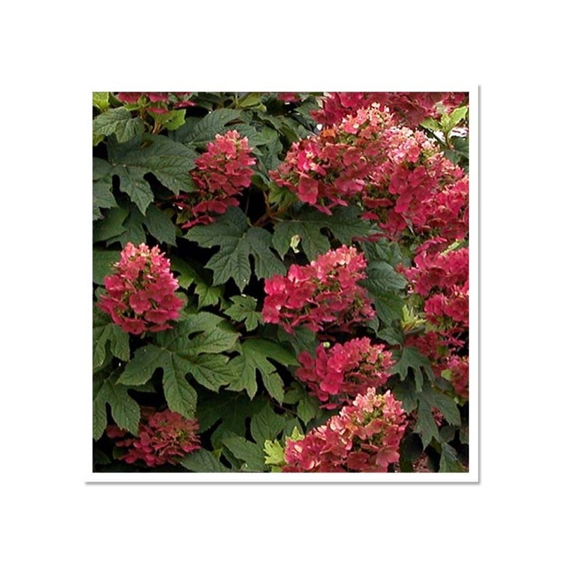 Hydrangea quercifolia 'Ruby Slippers'
