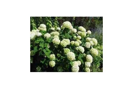 Hydrangea arborescens 'Annabelle'