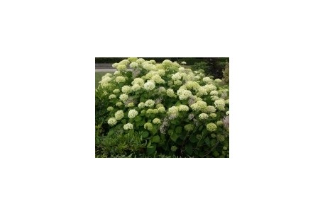 Hydrangea arborescens 'Annabelle'