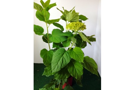 Hydrangea arborescens 'Annabelle'