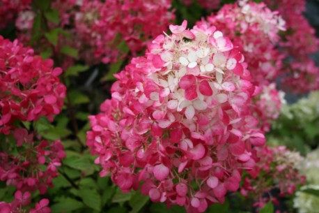 Hydrangea paniculata DIAMANT ROUGE ® 'Rendia'