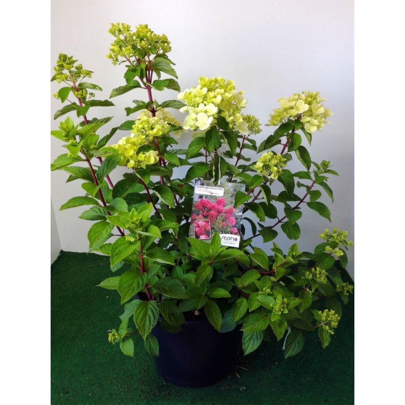 Hydrangea paniculata DIAMANT ROUGE ® 'Rendia'