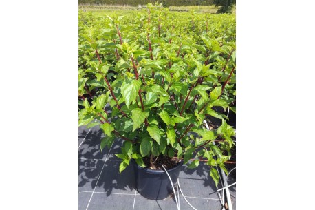 Hydrangea paniculata VANILLE FRAISE® 'Renhy'