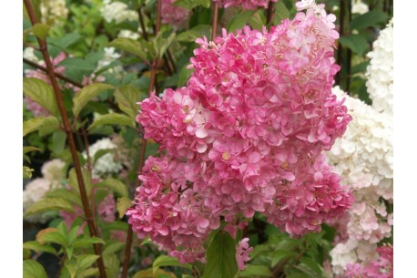 Hydrangea paniculata VANILLE FRAISE® 'Renhy'