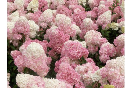 Hydrangea paniculata VANILLE FRAISE® 'Renhy'