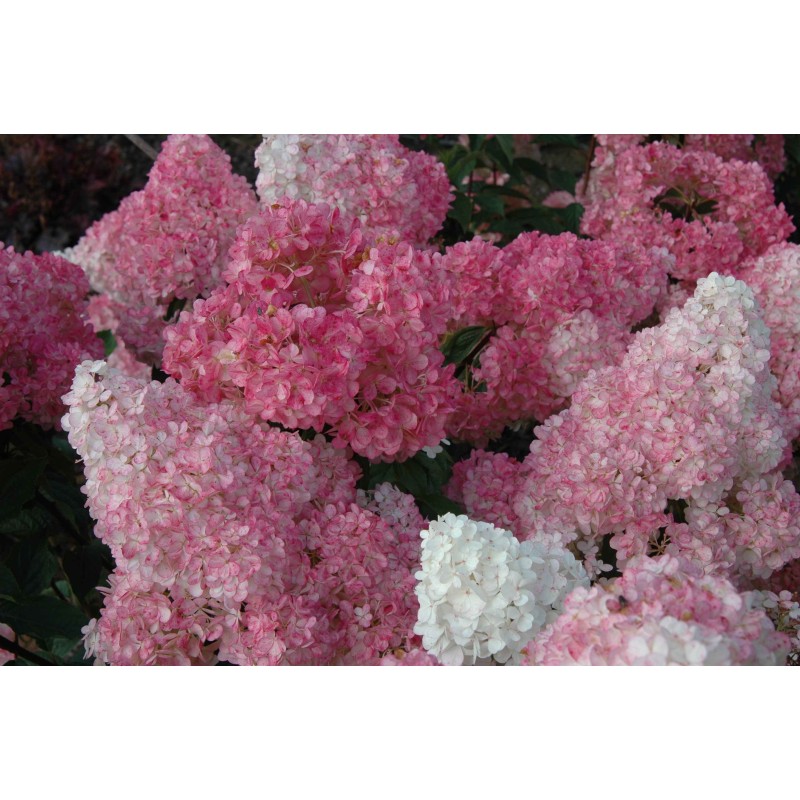 Hydrangea paniculata VANILLE FRAISE® 'Renhy'