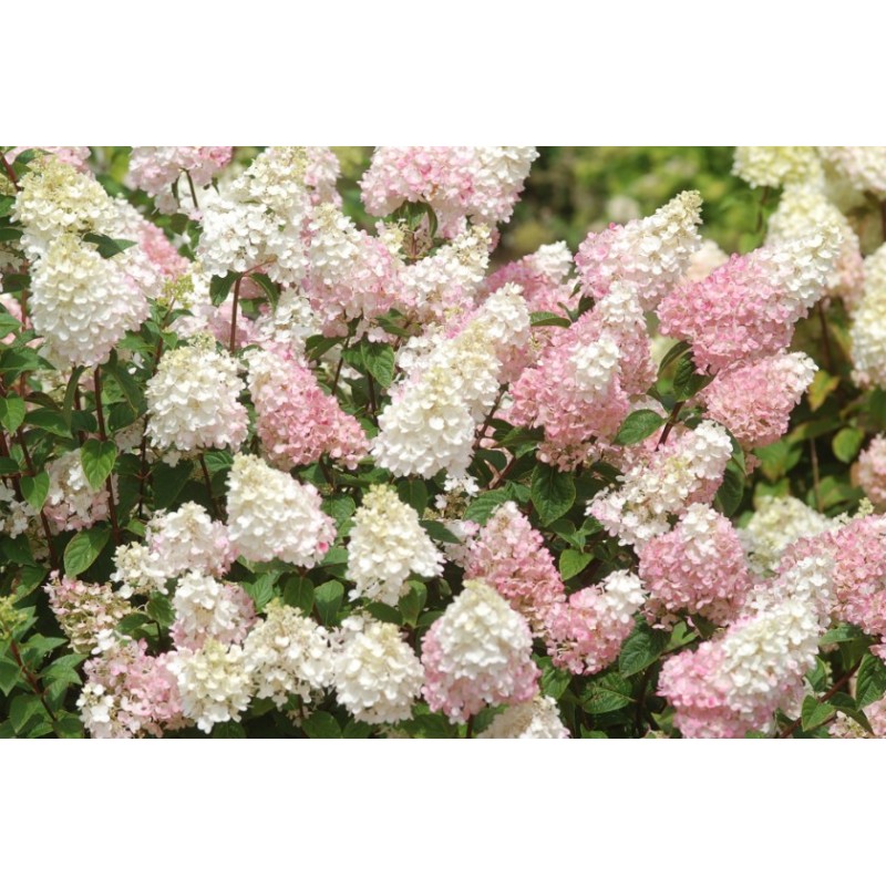 Hydrangea paniculata SUNDAE FRAISE ® 'Rensun'