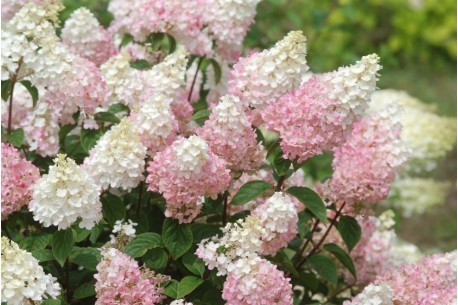 Hydrangea paniculata SUNDAE FRAISE ® 'Rensun'