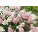 Hydrangea paniculata SUNDAE FRAISE ® 'Rensun'