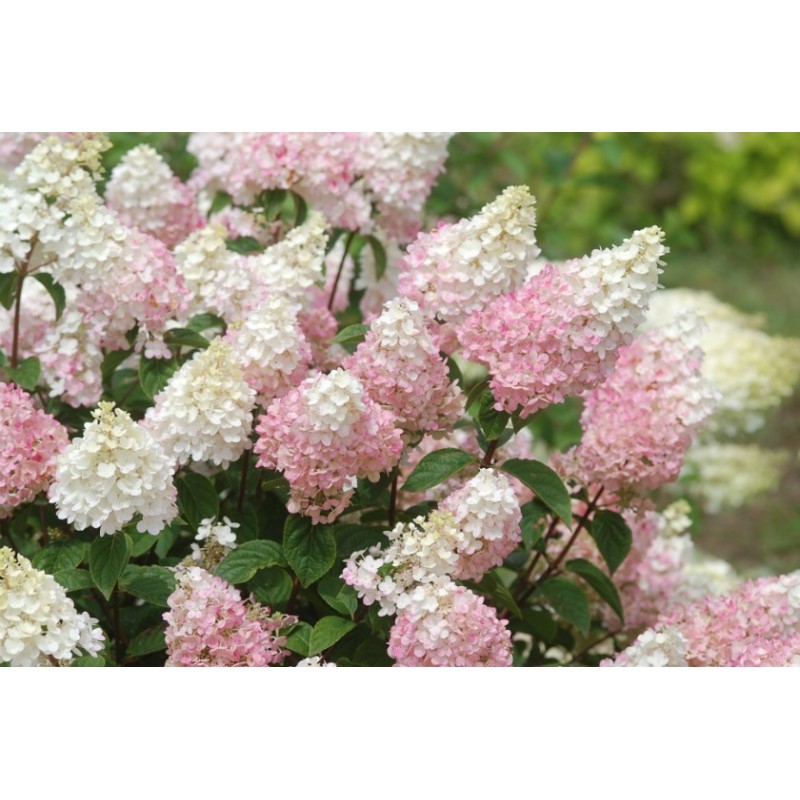 Hydrangea paniculata SUNDAE FRAISE ® 'Rensun'