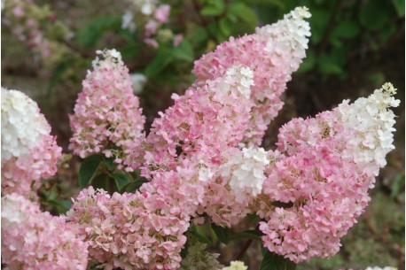 Hydrangea paniculata SUNDAE FRAISE ® 'Rensun'