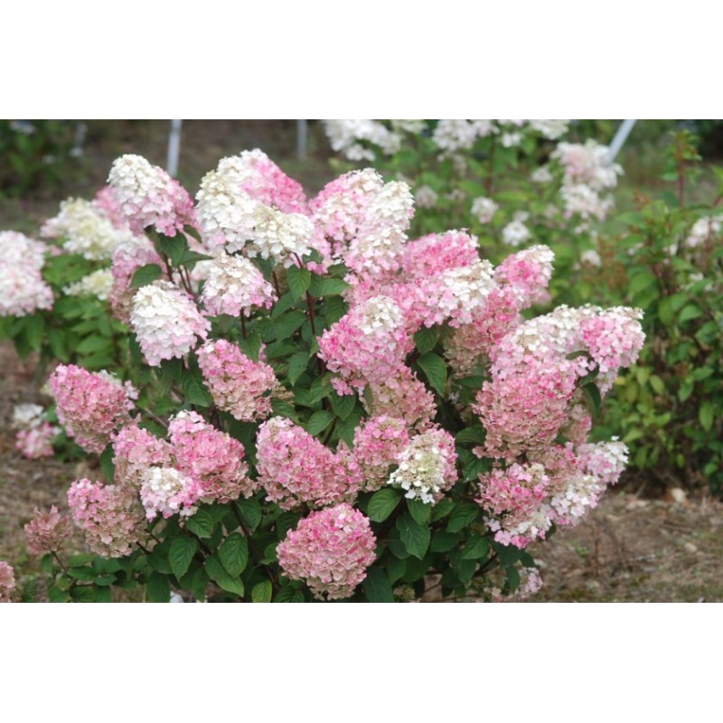 Hydrangea paniculata SUNDAE FRAISE ® 'Rensun'
