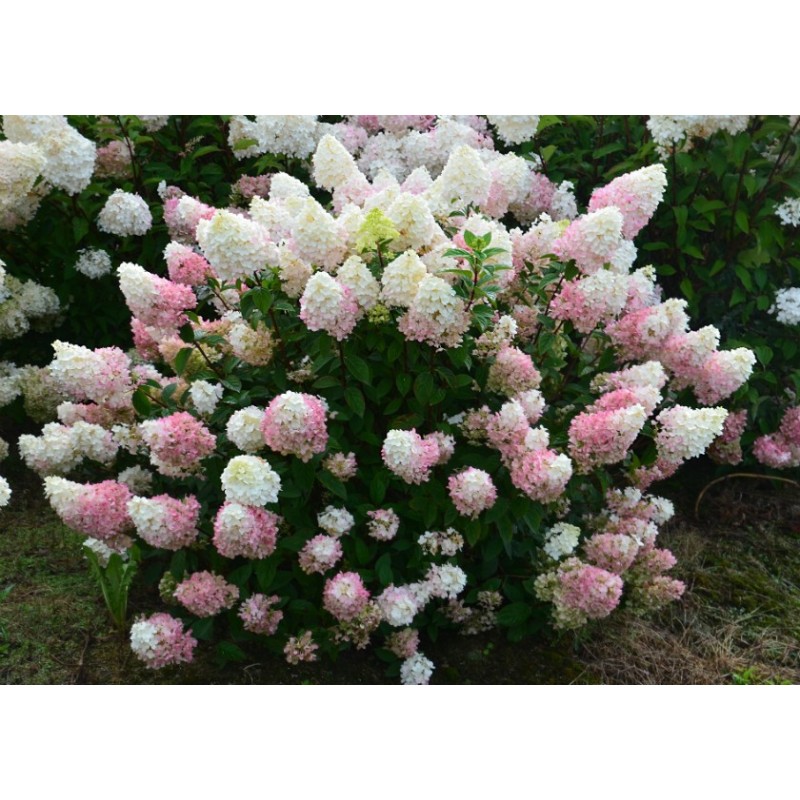 Hydrangea paniculata SUNDAE FRAISE ® 'Rensun'