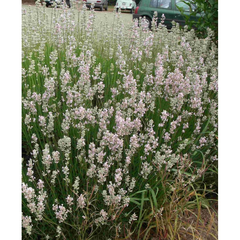 Lavandula angustifolia 'Rosea'