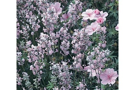 Lavandula angustifolia 'Rosea'