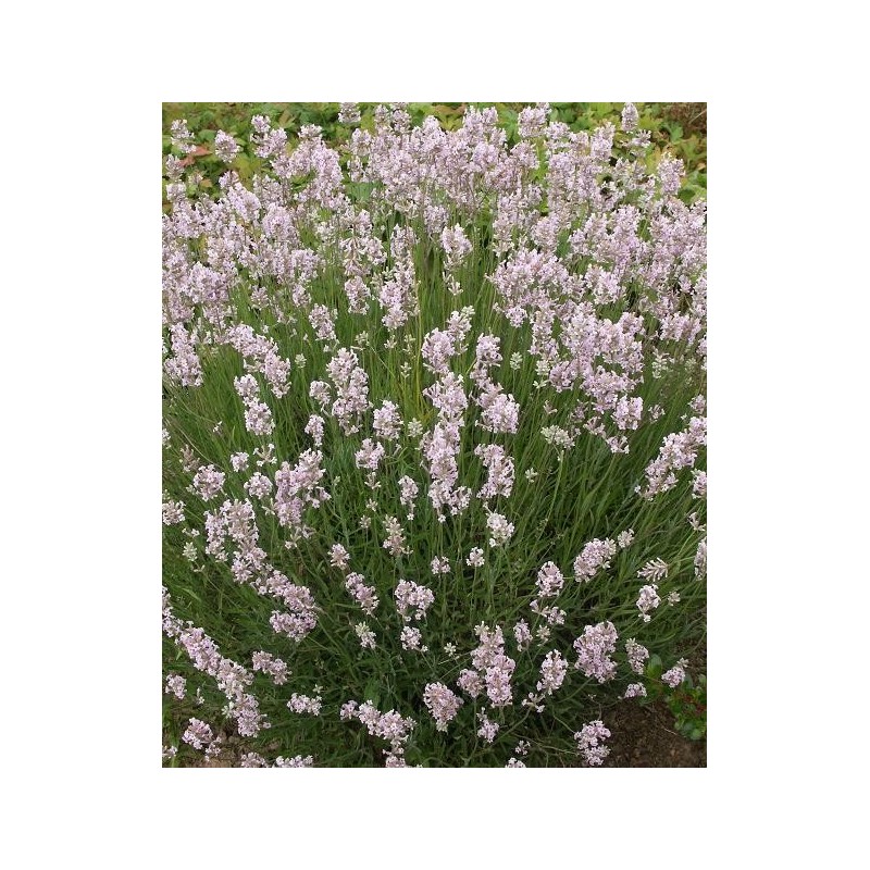 Lavandula angustifolia 'Rosea'