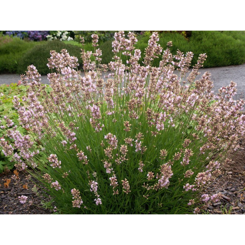 Lavandula angustifolia 'Rosea'