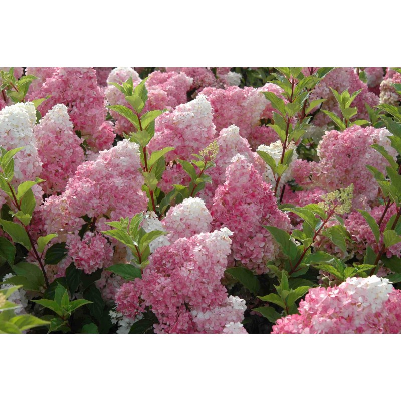 Hydrangea paniculata VANILLE FRAISE® 'Renhy'