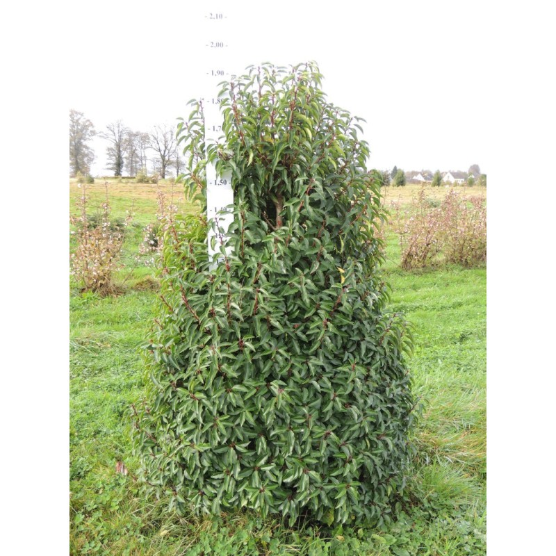 Prunus lusitanica 'Angustifolia'