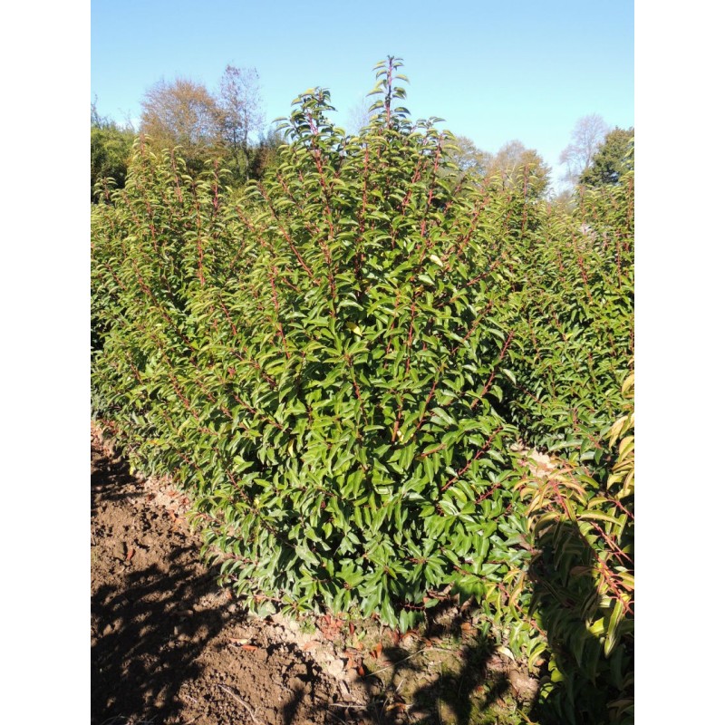 Prunus lusitanica 'Angustifolia'