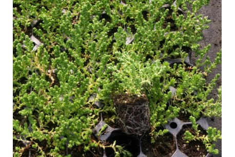 Sedum Acre