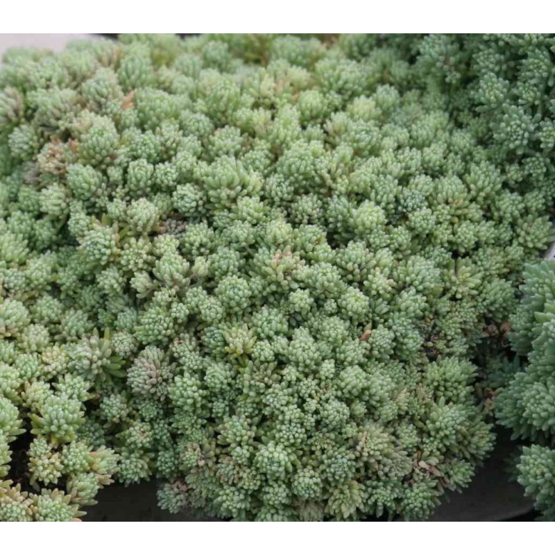 Sedum Lydium Glaucum