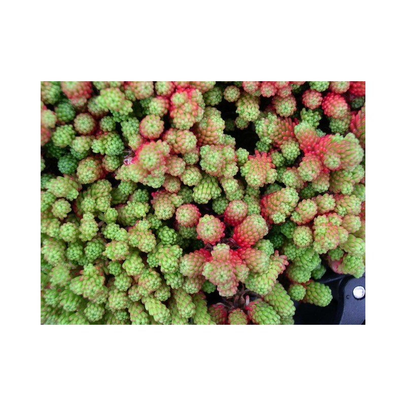 Sedum Lydium