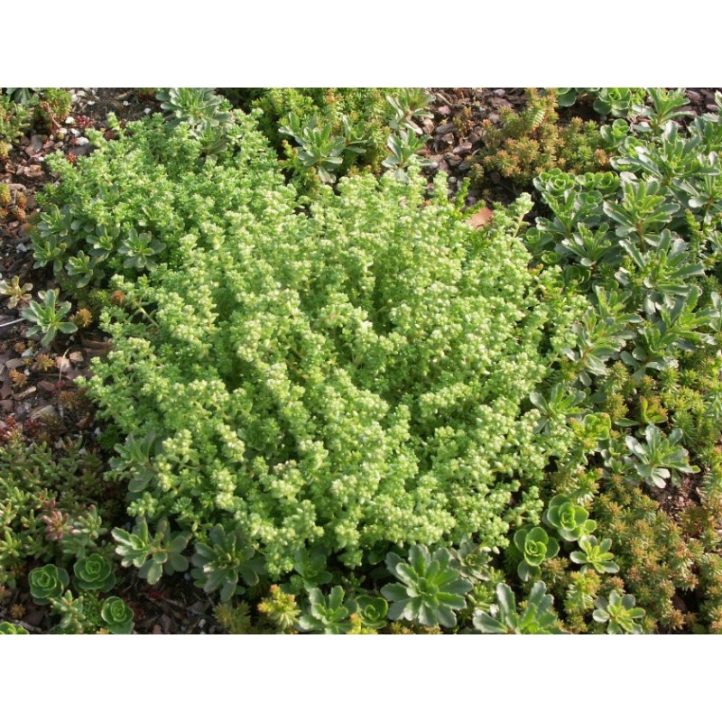 Sedum Lydium