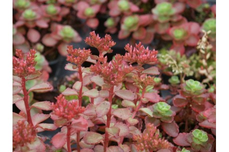 Sedum Spurium (in varieties)