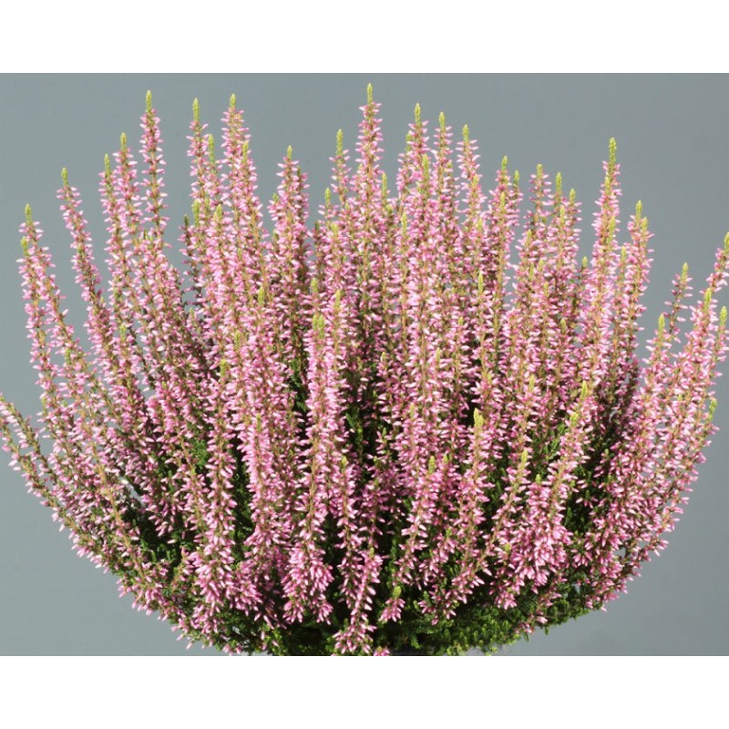 Calluna vulgaris 'Gina'