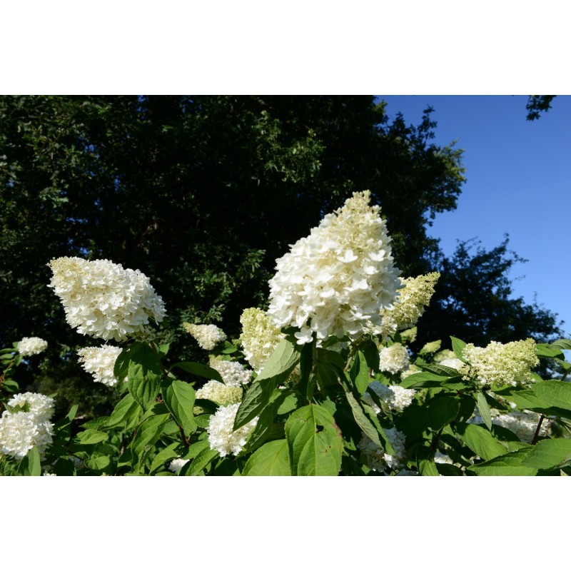 Hydrangea Paniculata Grandiflora