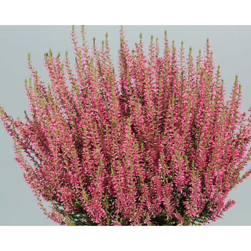 Calluna vulgaris 'Selma'