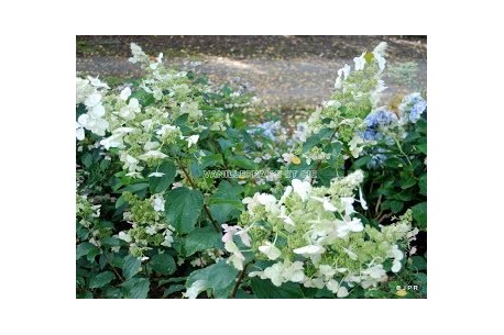 Hydrangea paniculata 'Pink Lady'