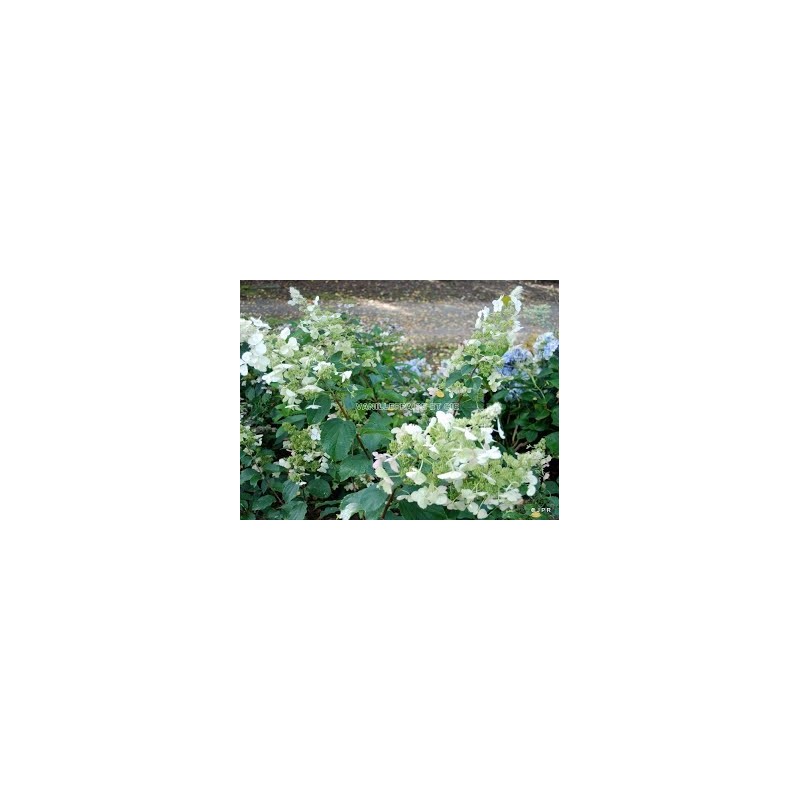 Hydrangea Paniculata PINK LADY